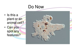Single celled organisms | Teaching Resources