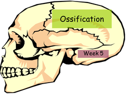 Ossification | Teaching Resources
