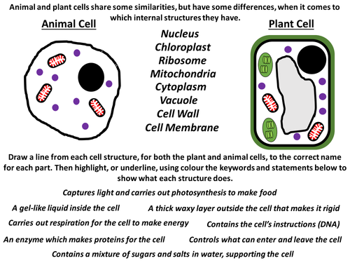 Plant and Animal Cell Structures | Teaching Resources