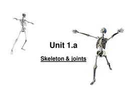 Skeleton Bones and Joints GCSE PE | Teaching Resources