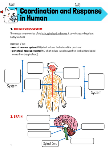 Nervous System: The Human Brain | Teaching Resources