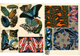 GCSE resources for 'Insects' theme. | Teaching Resources