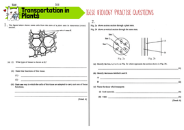 Transport in Plants: Plant Structure | Teaching Resources