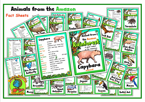 Amazon Rainforest Animals- Fact Sheets | Teaching Resources