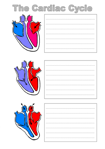 Pathway of Blood and Cardiac Cycle - New AQA GCSE PE | Teaching Resources