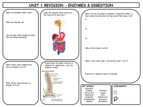 GCSE Enzymes & Digestion Revision Mat | Teaching Resources