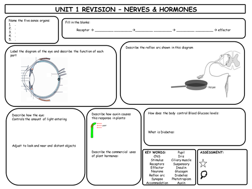GCSE Nerves & Hormones Revision Mat | Teaching Resources