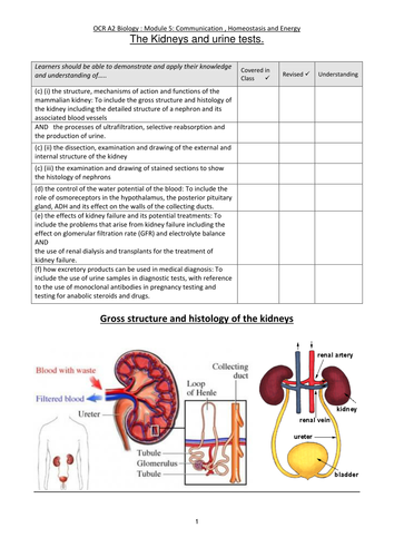 5.1.2 Excretion - Liver and Kidney of OCR A level Biology | Teaching ...