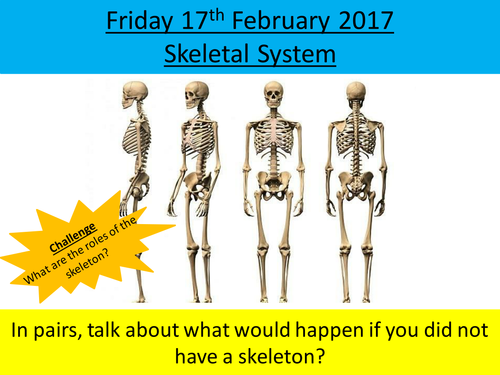 Skeletal System Lesson | Teaching Resources
