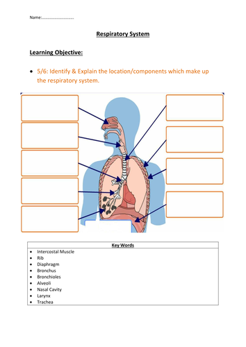 Edexcel GCSE PE 2016 (9-1) The Respiratory System | Teaching Resources