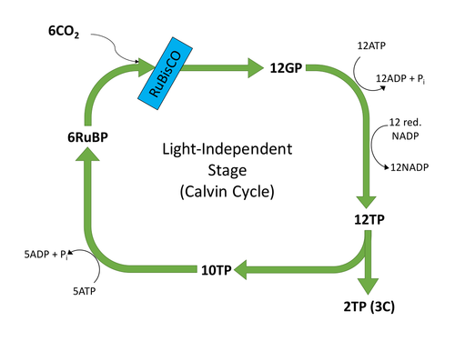 5.6 Photosynthesis Lesson 3 - Light Independent Stage Reaction - OCR A ...