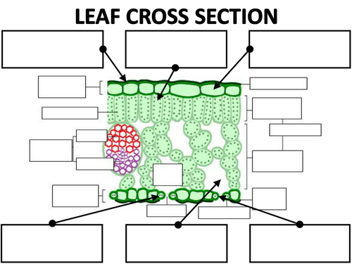 Blank Leaf Diagram Blank Leaf Diagram