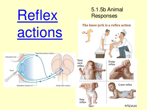 5.1.5b Animal Responses of OCR A level Biology | Teaching Resources