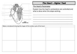 Differentiated Cardiac Cycle/Heart Structure Sheets | Teaching Resources