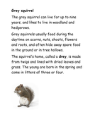 Woodland animal facts (for research) | Teaching Resources