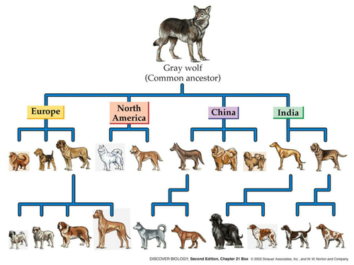 Year 9 Biology - Variation, DNA, Genes, Evolution + Natural selection ...