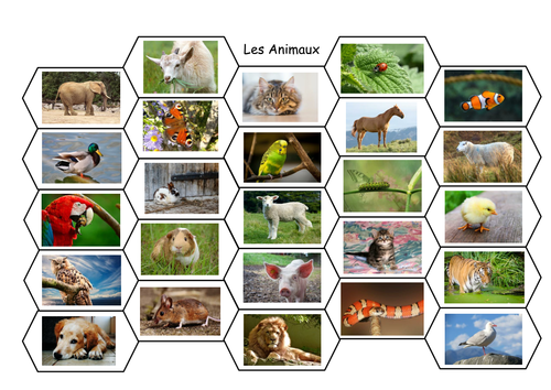 FRENCH - Animals - DES ANIMAUX BUNDLE - Worksheets | Teaching Resources
