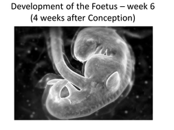 Development of Foetus | Teaching Resources