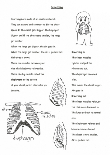 A selection of worksheets about breathing. | Teaching Resources