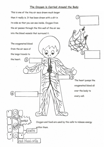 A selection of worksheets about breathing. | Teaching Resources