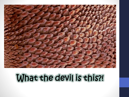 B1.1 The world of the microscope | Teaching Resources