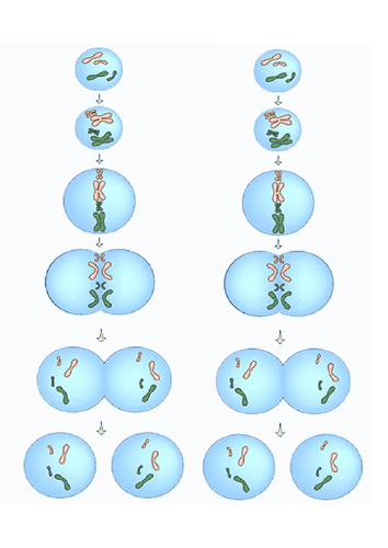B2.1 Cell division | Teaching Resources