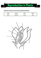 Label the Reproductive Structures of a Flowering Plant | Teaching Resources