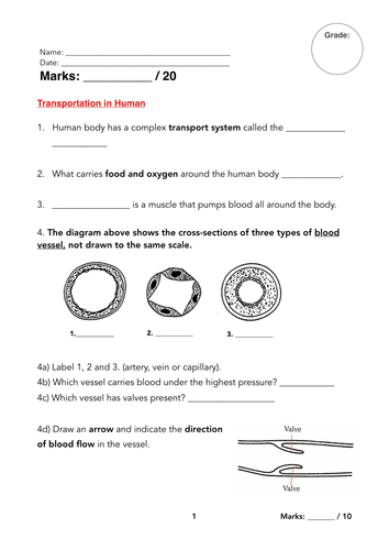 Circulatory system revision / test | Teaching Resources Circulatory system revision / test | Teaching Resources
