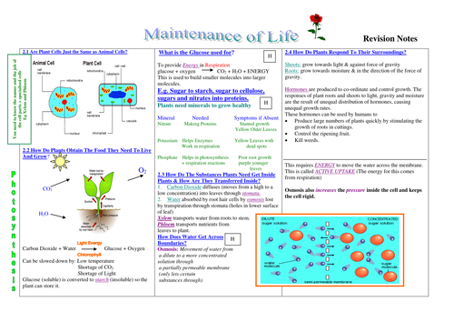GCSE Biology Maintenance of Life Revision Notes | Teaching Resources