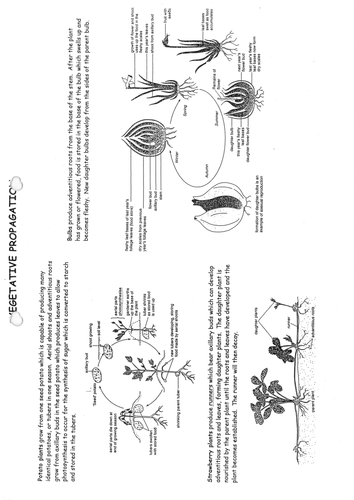 6.4 Cloning and Biotechnology Lesson 1 - Natural & Artificial Plant ...