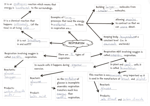AQA GCSE Biology 9-1 (2016) Respiration and Metabolism INDEPENDENT ...