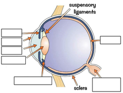 AQA GCSE Biology 9-1 (2016) The Eye by mrticklescience - Teaching ...