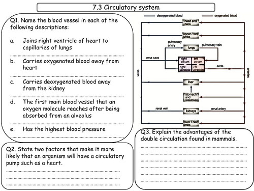 7.3 Circulatory system NEW Year 12 Biology specification | Teaching ...
