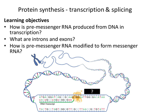 AQA AS & A-level Biology (2016 specification). Section 4 Topic 8: DNA ...
