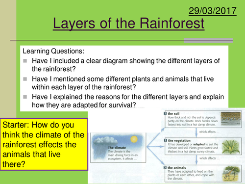 Lesson 8 - Layers of the Rainforest | Teaching Resources