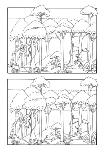 Lesson 8 - Layers of the Rainforest | Teaching Resources