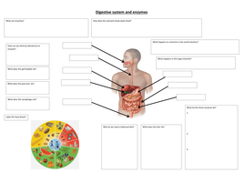 Digestion and enzymes revision sheet KS3 | Teaching Resources
