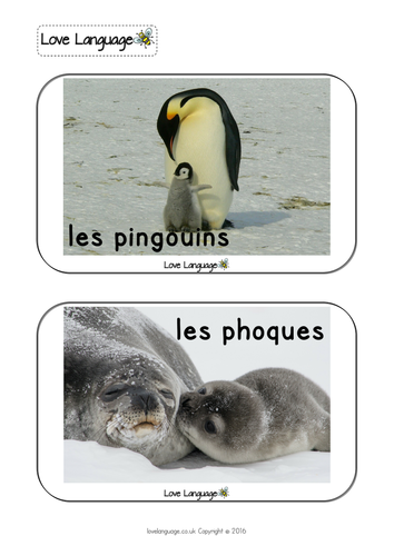 French Living Things - Animals and their habitats flashcards | Teaching ...