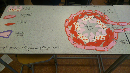 GCSE Biology Tissues & Organs Revision Lesson | Teaching Resources