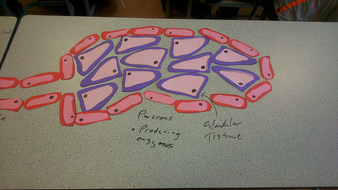 GCSE Biology Tissues & Organs Revision Lesson | Teaching Resources