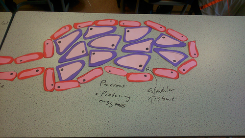 GCSE Biology Tissues & Organs Revision Lesson | Teaching Resources