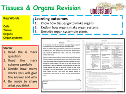 GCSE Biology Tissues & Organs Revision Lesson | Teaching Resources