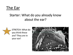 The Ear (Edexcel 9-1 Physics GCSE) | Teaching Resources