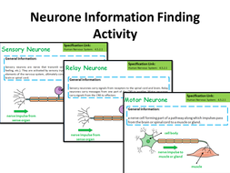 GCSE Biology Nerves & Reflexes Revision Lesson | Teaching Resources