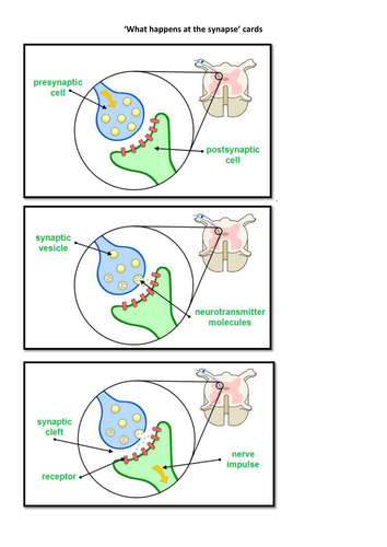 Gcse Biology Nerves And Reflexes Revision Lesson Teaching Resources