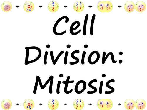 Cell Division: Mitosis Artwork and Labels Free! | Teaching Resources