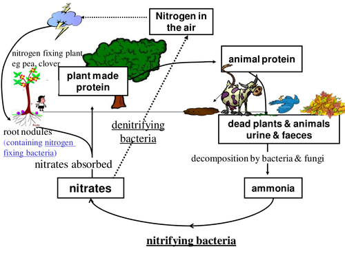 GCSE Biology SOLO Stations Resources on Carbon & Nitrogen Cycles ...