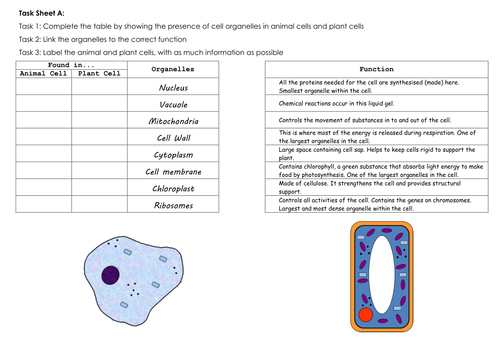 Microscopes and Cells | Teaching Resources