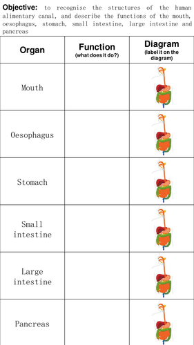 Digestive System: Ingestion, Peristalsis, Digestion, Absorption ...