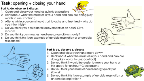 Effects of exercise and smoking on the lungs and body | Teaching Resources